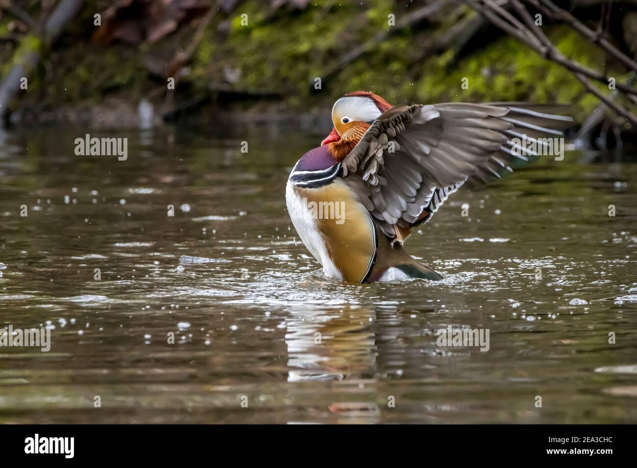 Maiting hi-res stock photography and images - Alamy