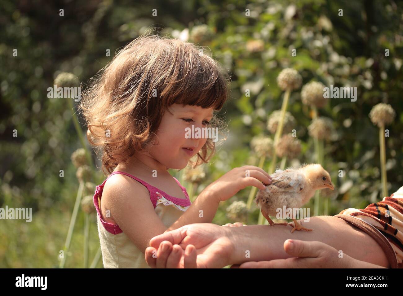 Girl playing with chicken Stock Photo - Alamy