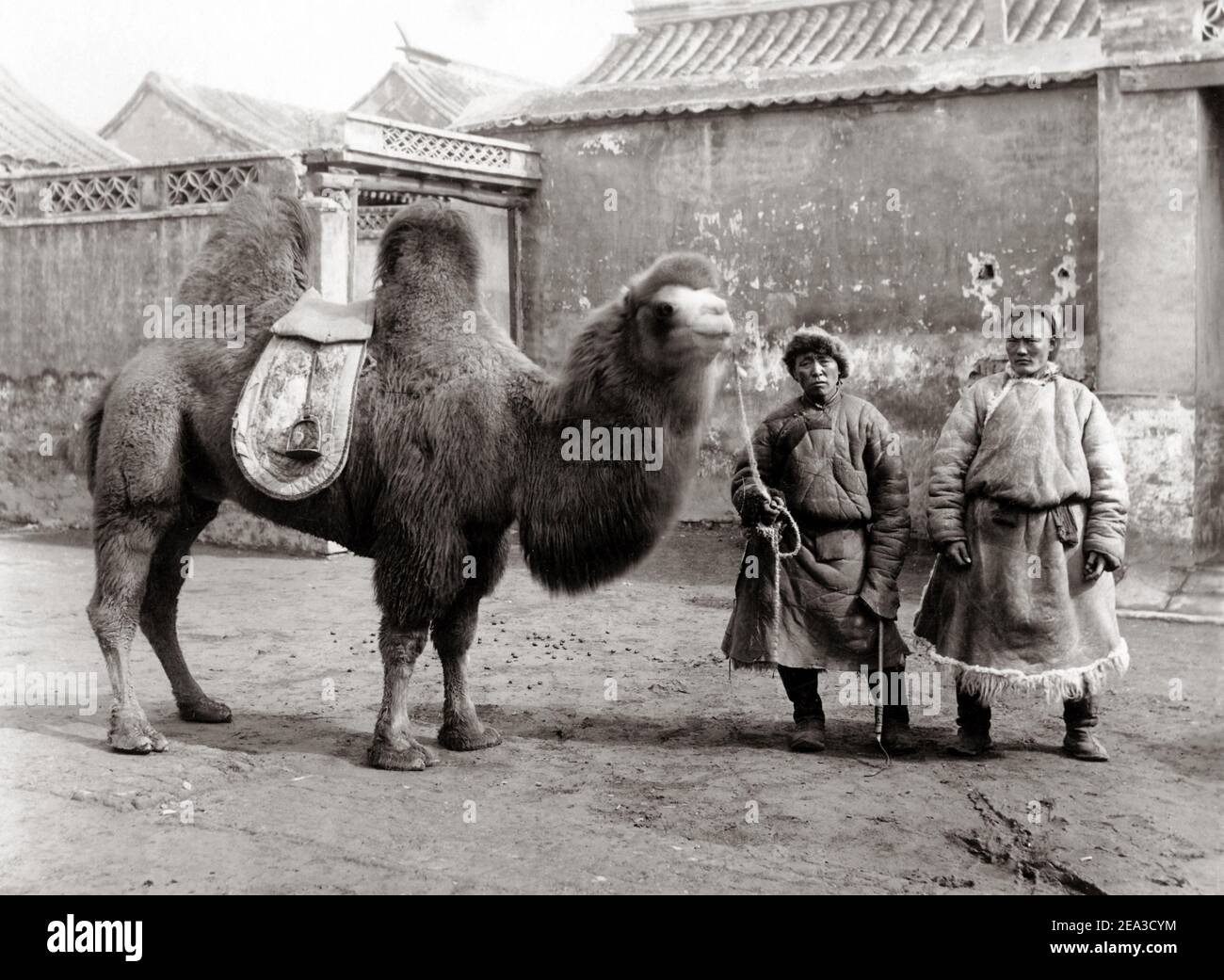Late 19th century photograph - Two Chinese men and a camel, probably ...