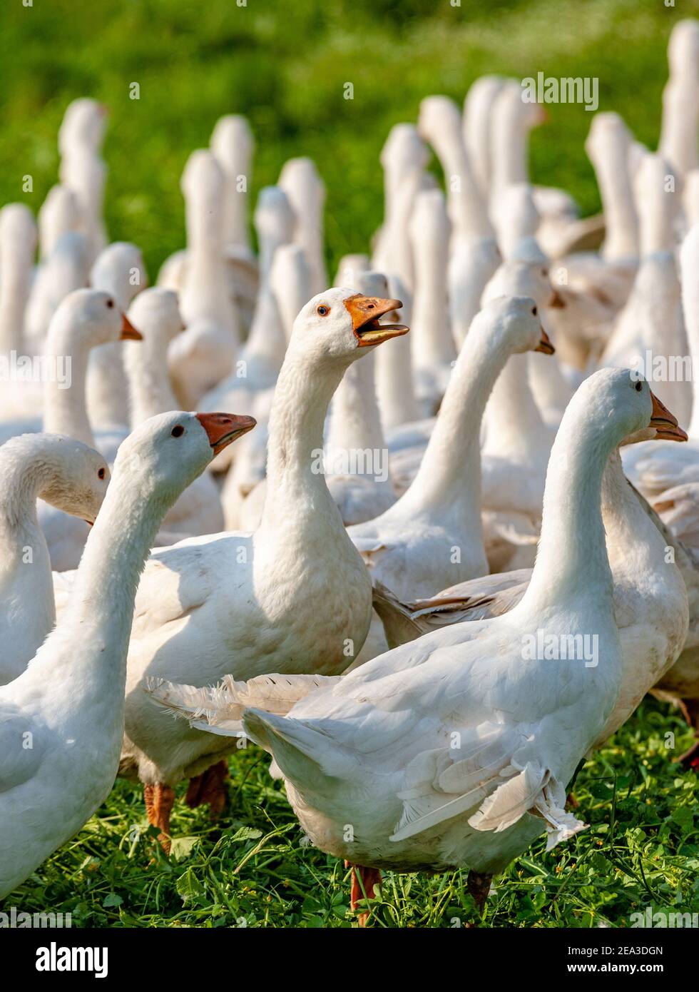 Group of geese with a rebel inside Stock Photo - Alamy