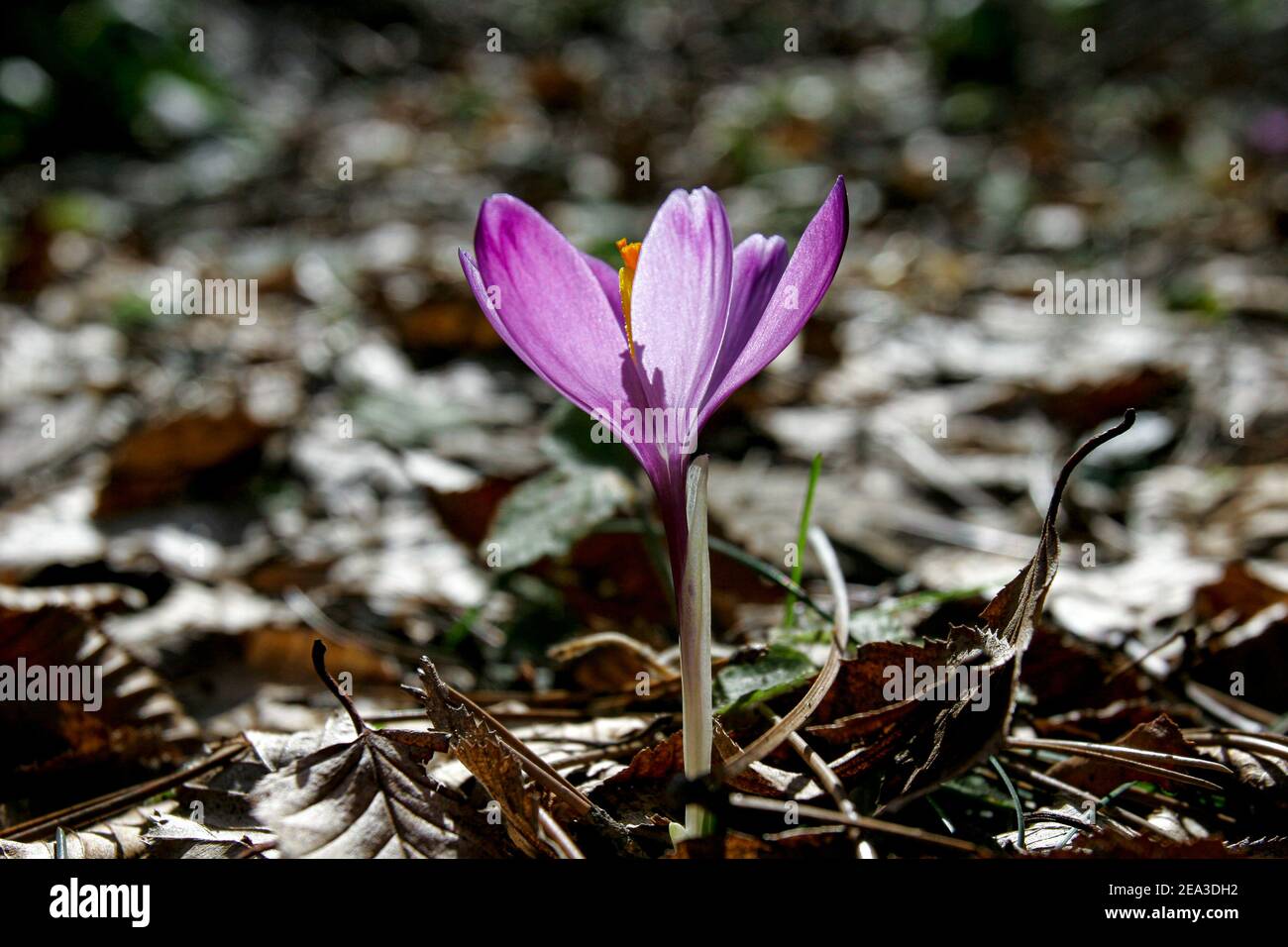 Crocuses or Safran flowers blossom in early spring in Bosnia, Balkan ...
