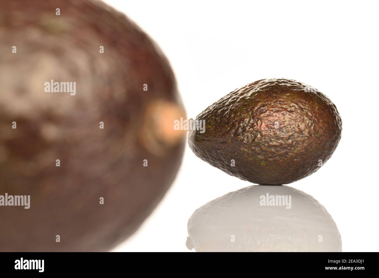 Two whole dark green rounded ripe delicious nutritious avocados on a ...