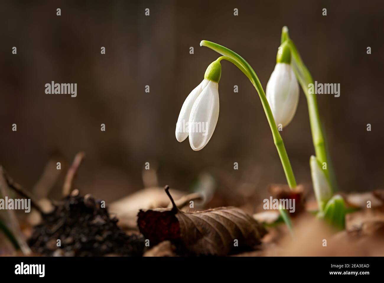 Snowdrop Galanthus nivalis in the forest close-up. Macro photography of ...