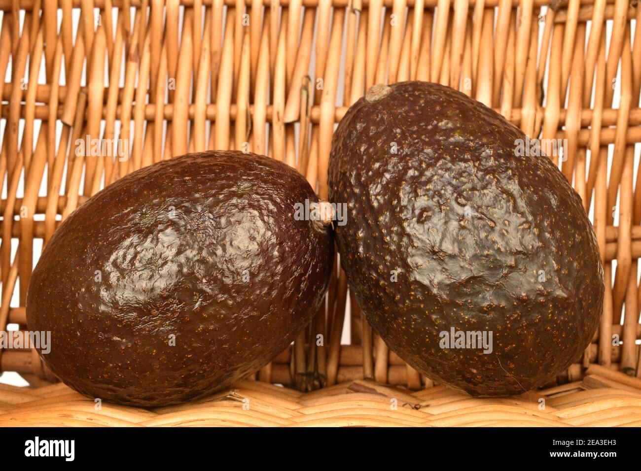 Two whole dark green rounded ripe tasty nutritious avocados lie in a ...