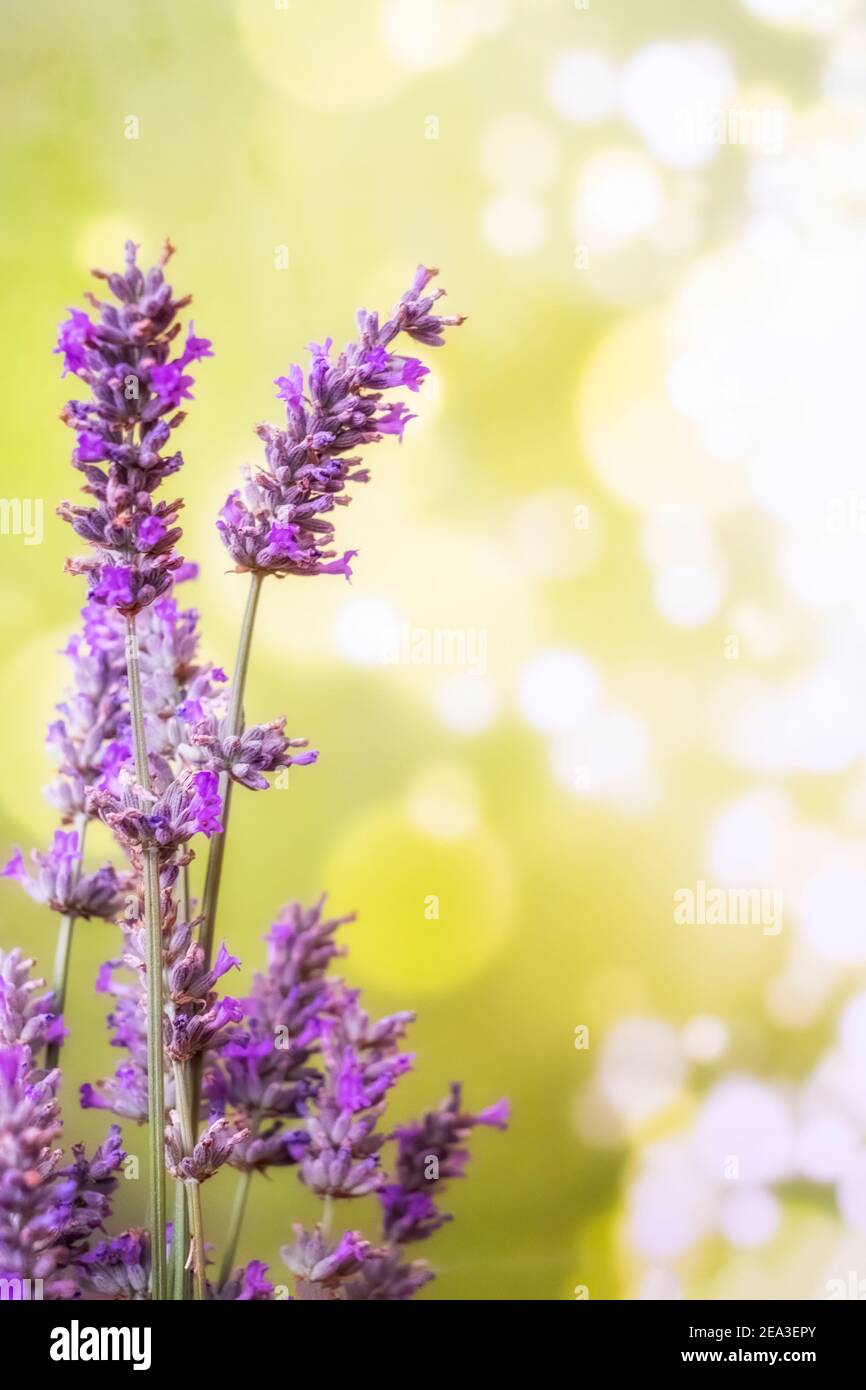 Lavender glow hi-res stock photography and images - Alamy