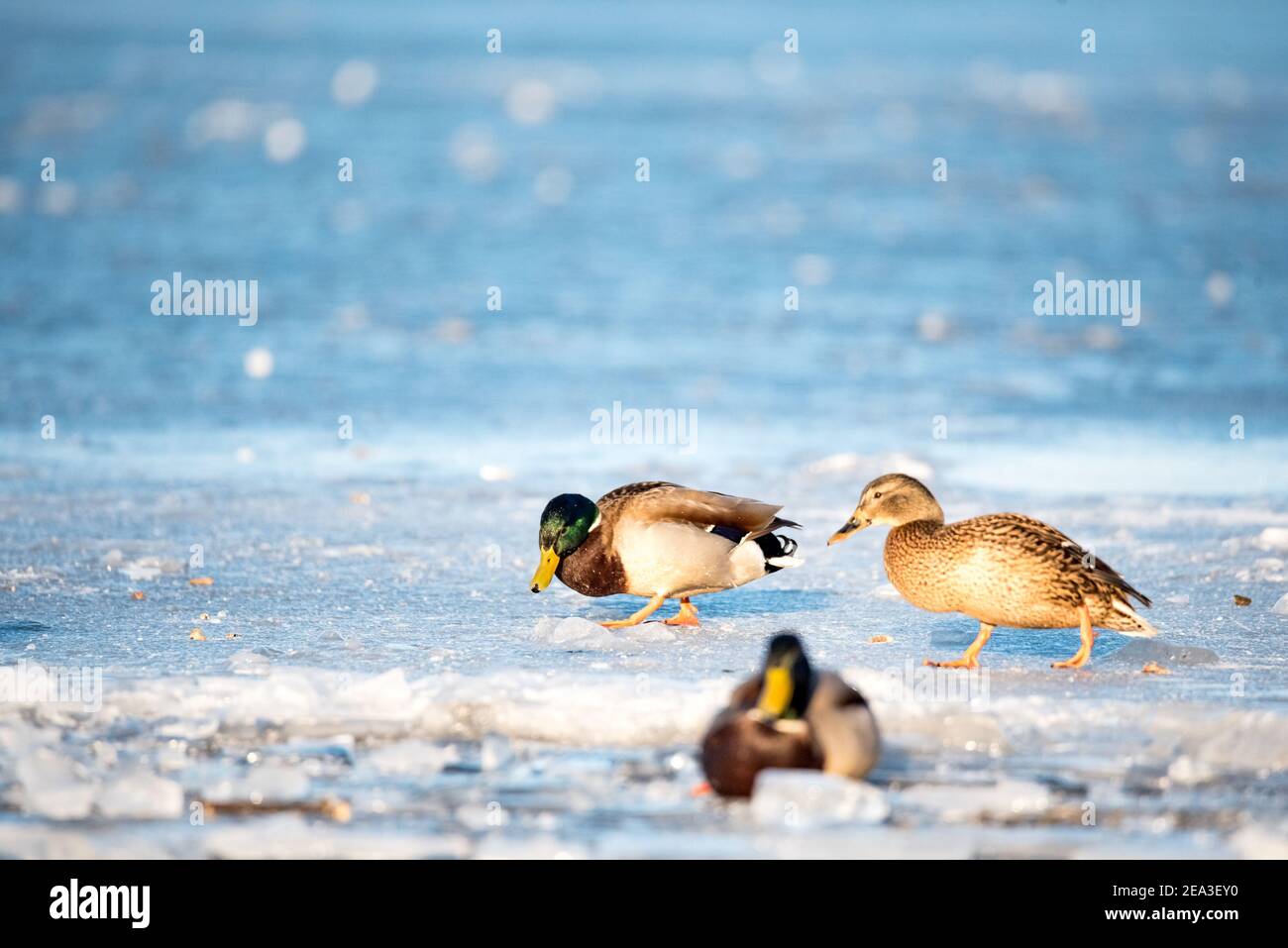 Wild ducks on ice. Ice hole. Feeding birds in winter. The frozen lake ...