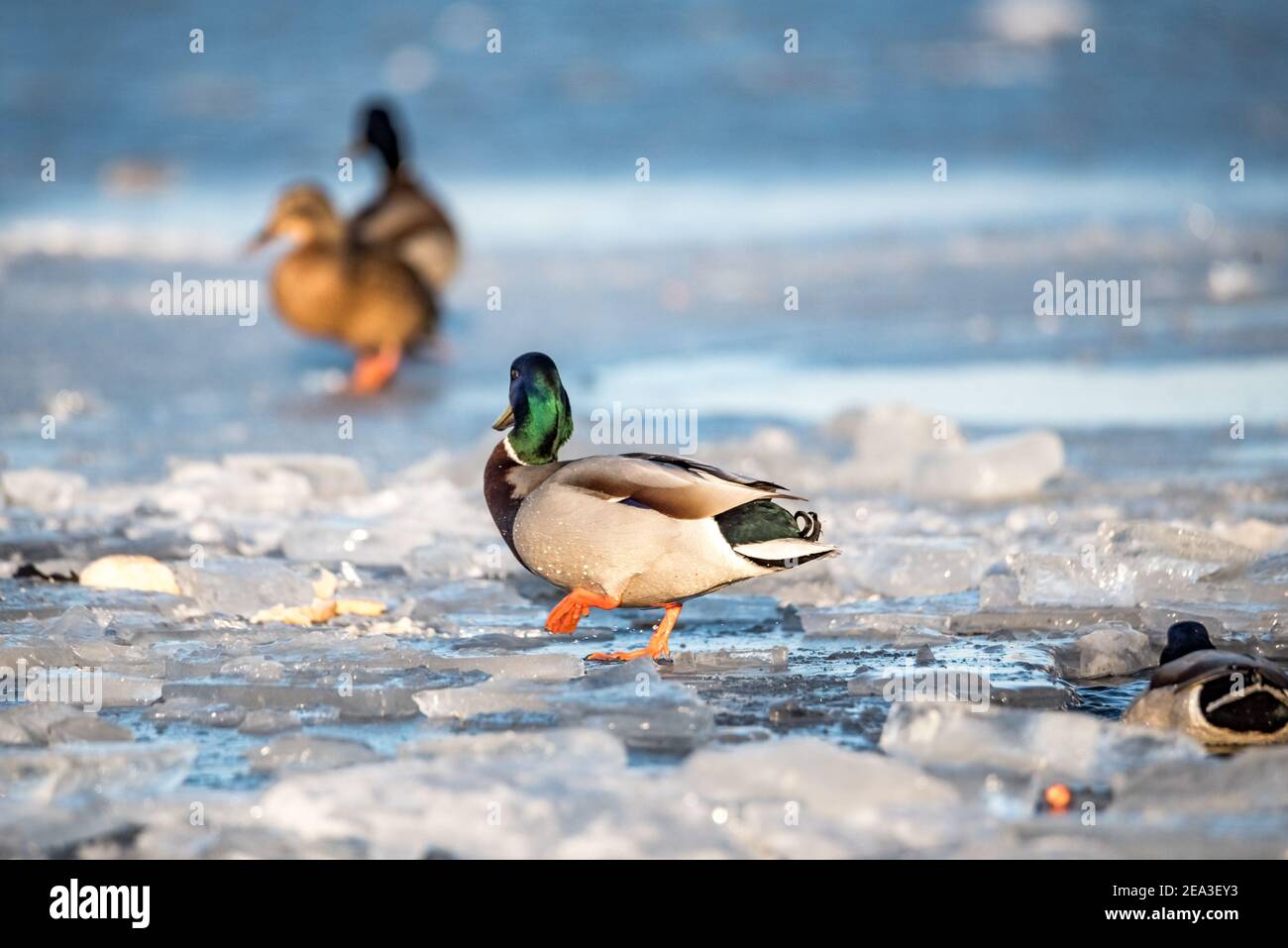 Wild ducks on ice. Ice hole. Feeding birds in winter. The frozen lake ...