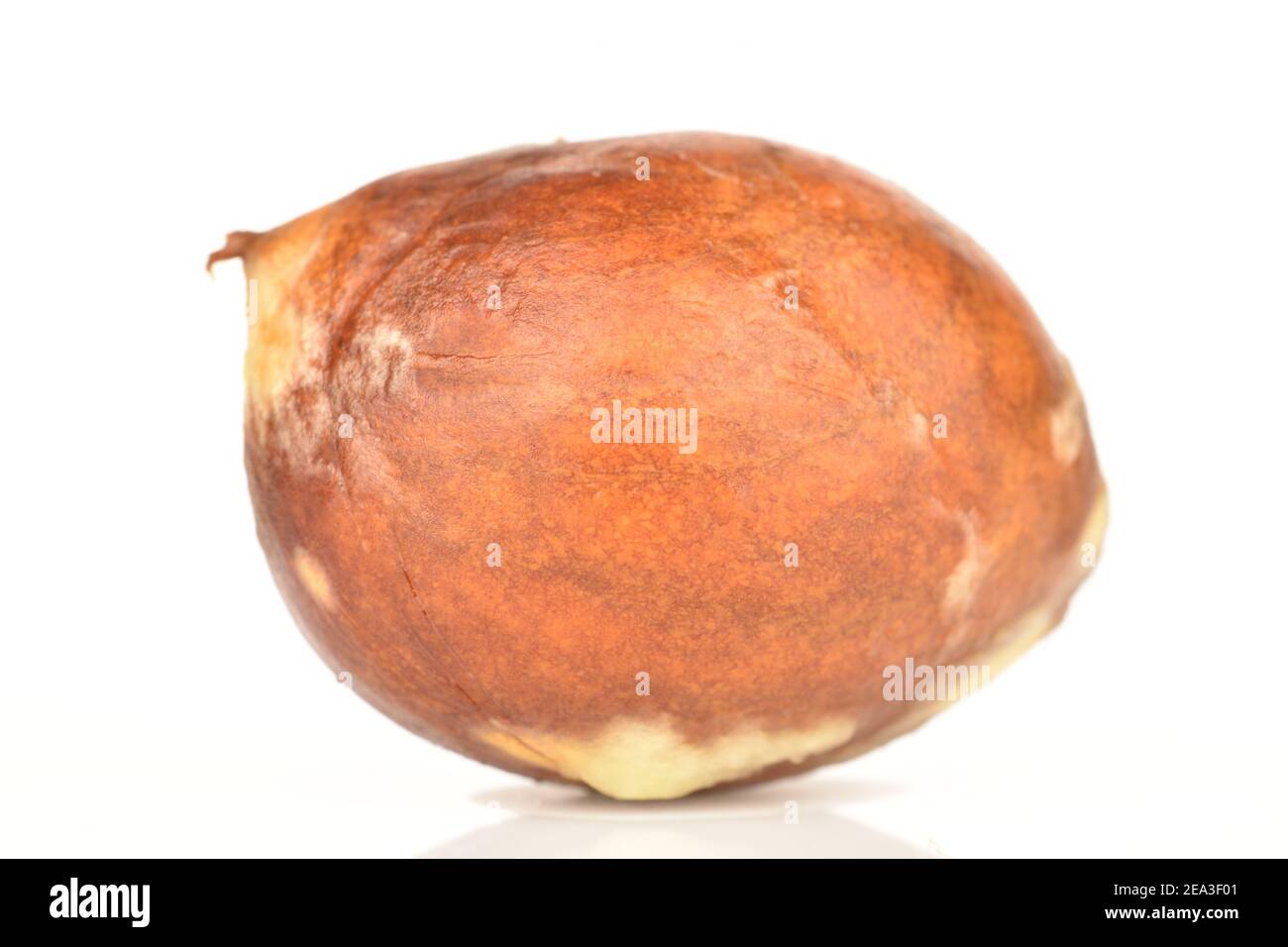 One whole brown round avocado bone, close-up, on a white background ...