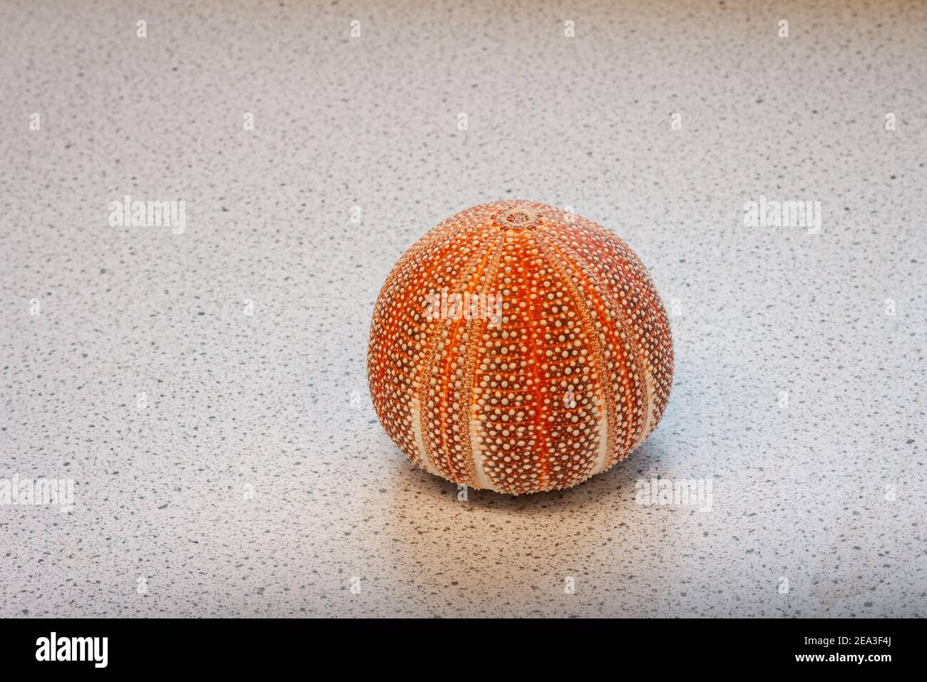 Seashell red hi-res stock photography and images - Alamy