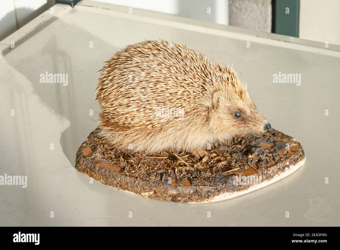Model of a common hedgehog, used in biology class Stock Photo - Alamy