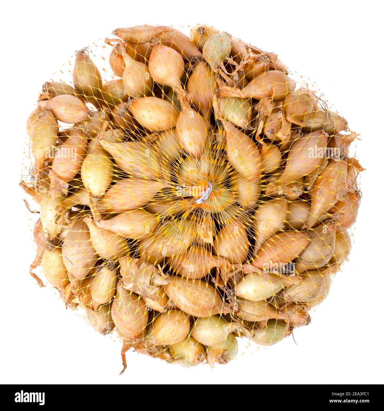 Spring onion plantation Cut Out Stock Images & Pictures - Alamy