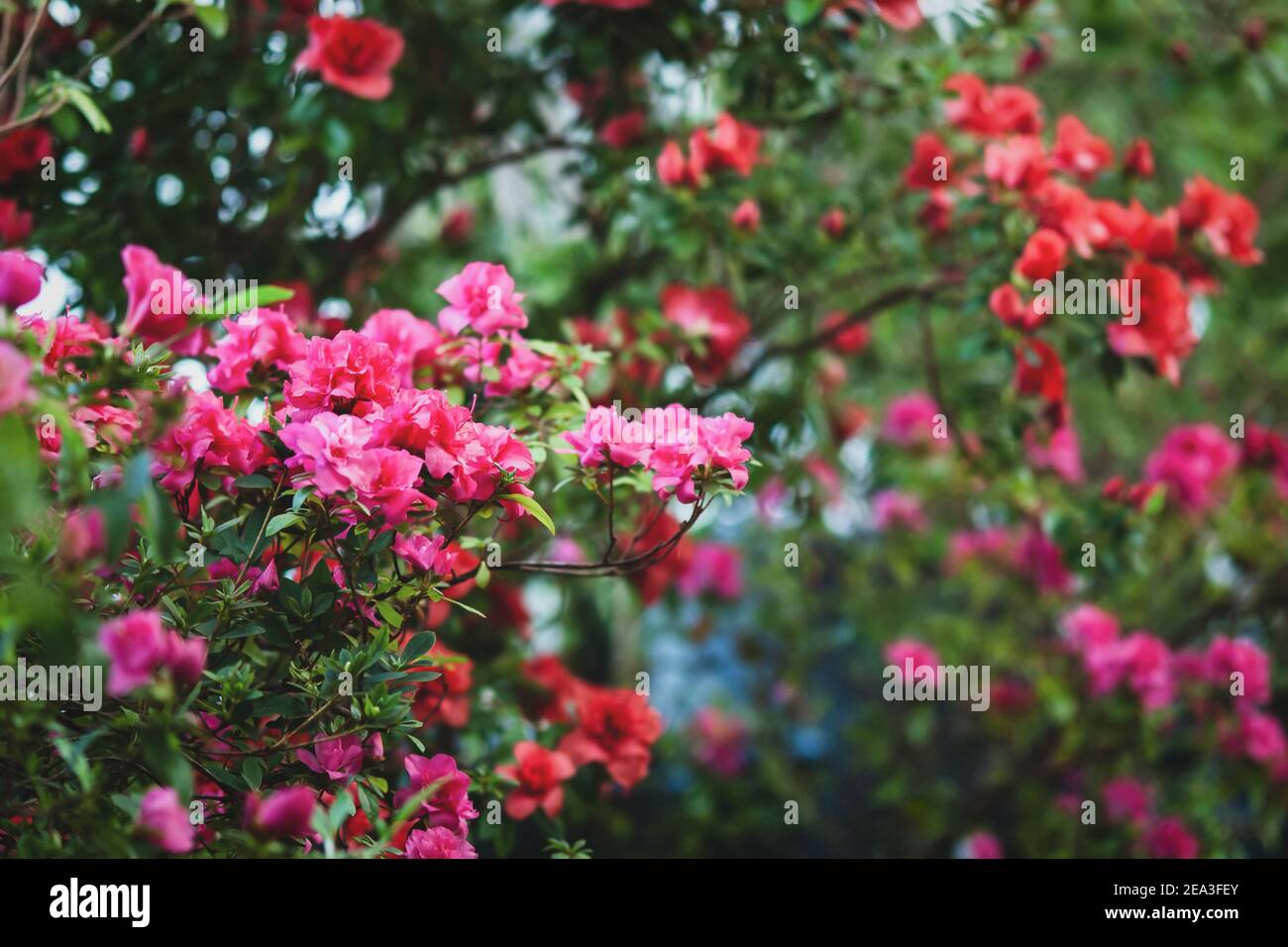 Blooming Azalea plants and Rhododendron trees in winter garden Stock ...