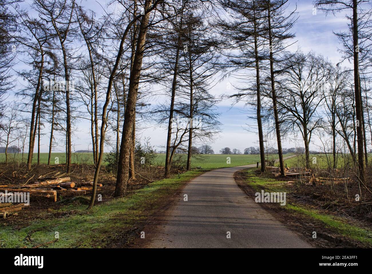 Lumbering in coniferous forest at a Dutch castle during winter Stock ...