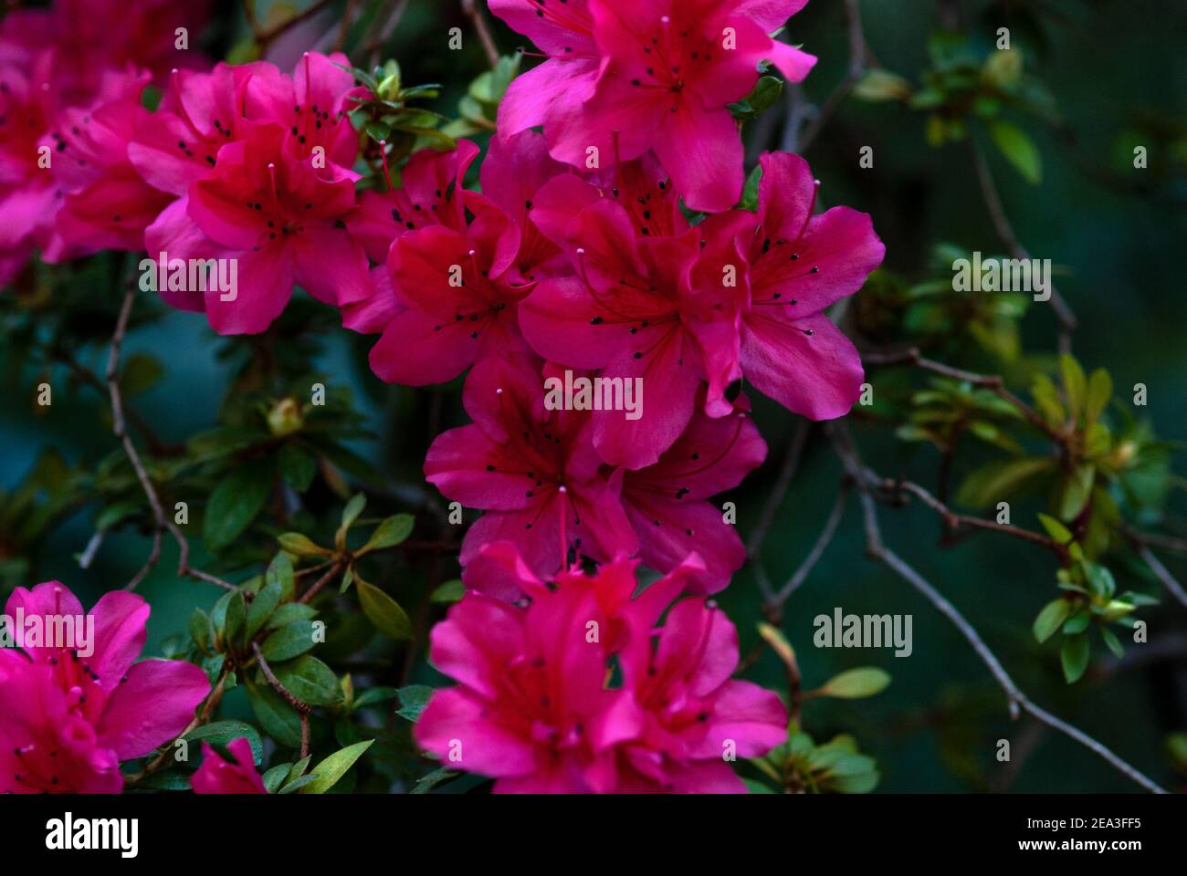 Dark Red Rhododendron Flower High Resolution Stock Photography and ...