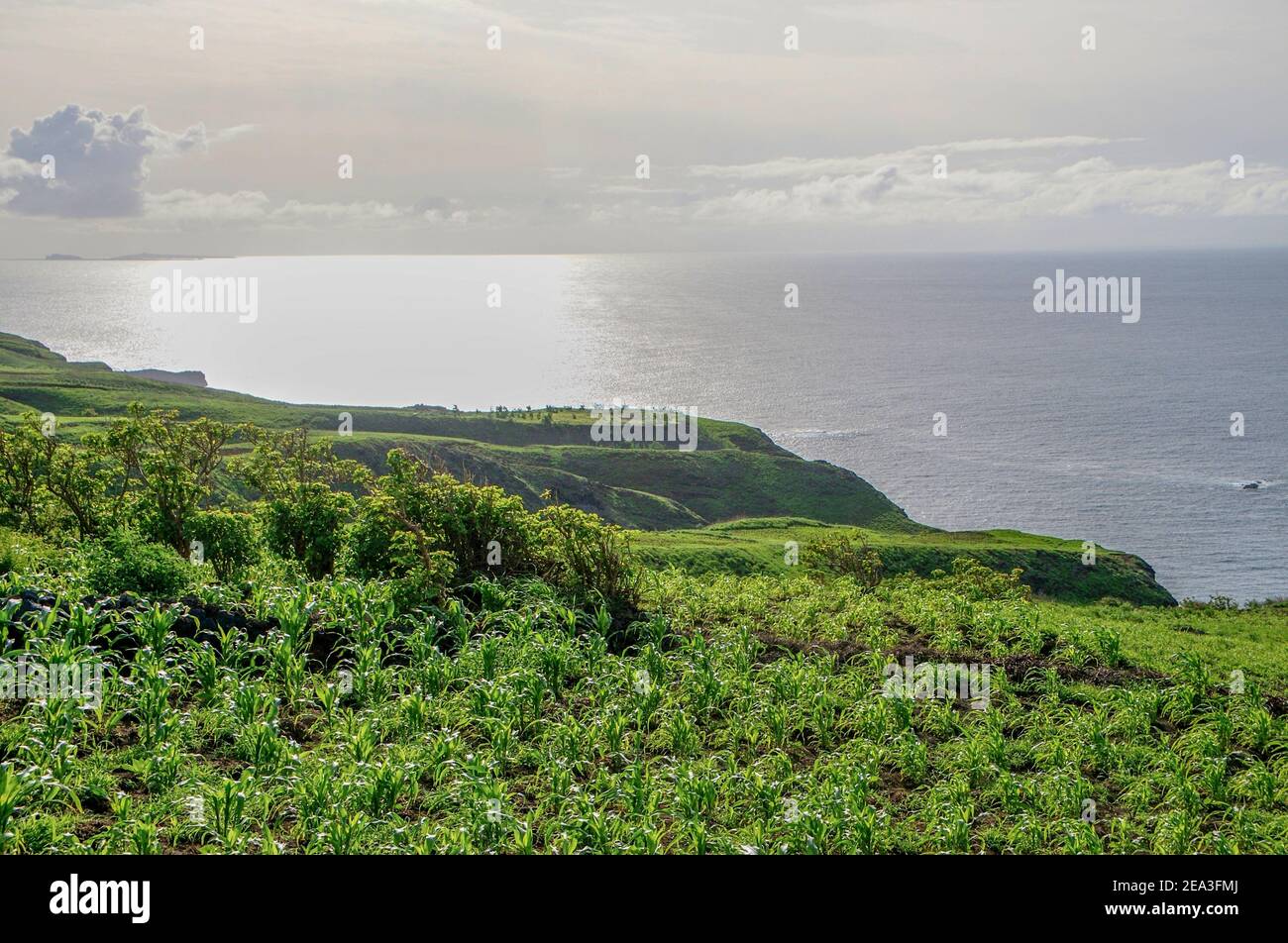 Fogo agriculture hi-res stock photography and images - Alamy
