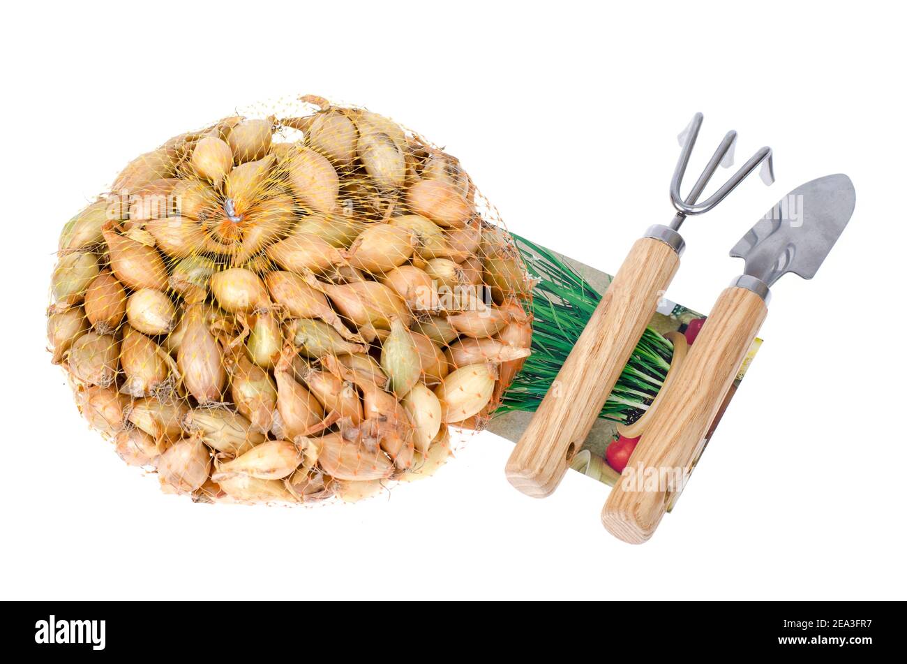 Small yellow onions for planting in ground, growing vegetables. Studio ...