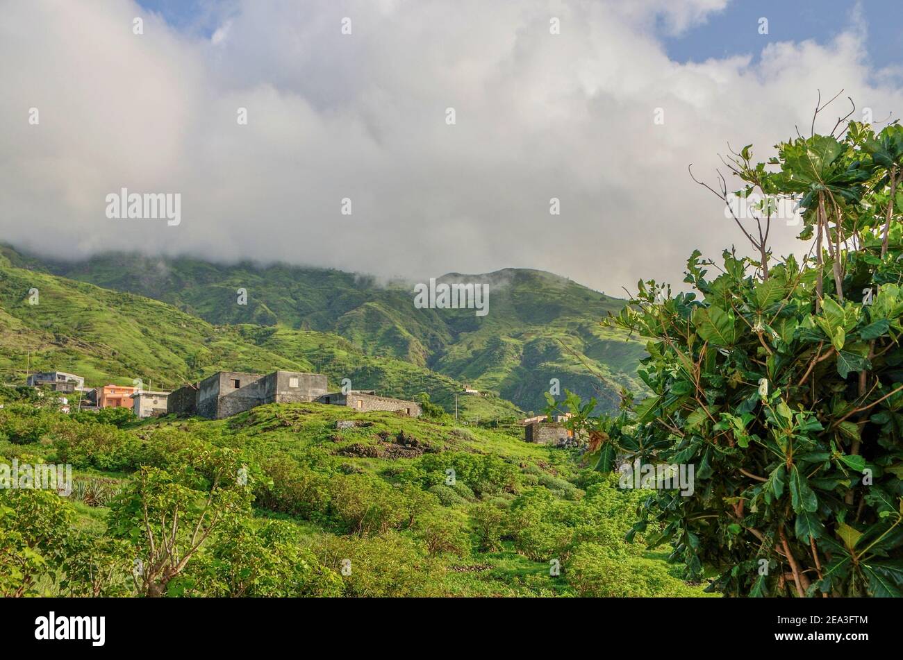 Up looking view of Sao Jorge's growing landscape on the island of Fogo ...