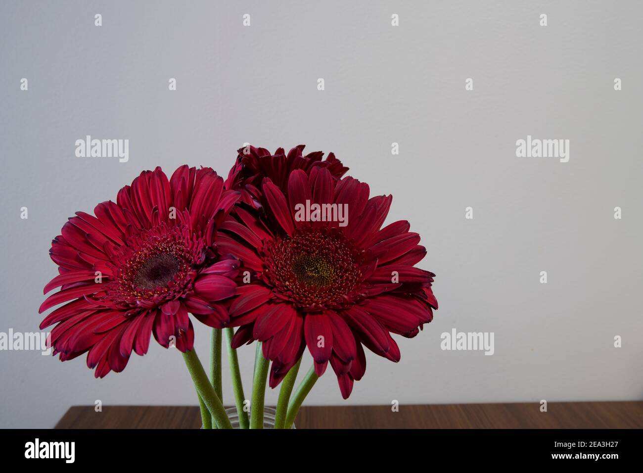 The photography of red daisy in the house, interior object, flowers ...