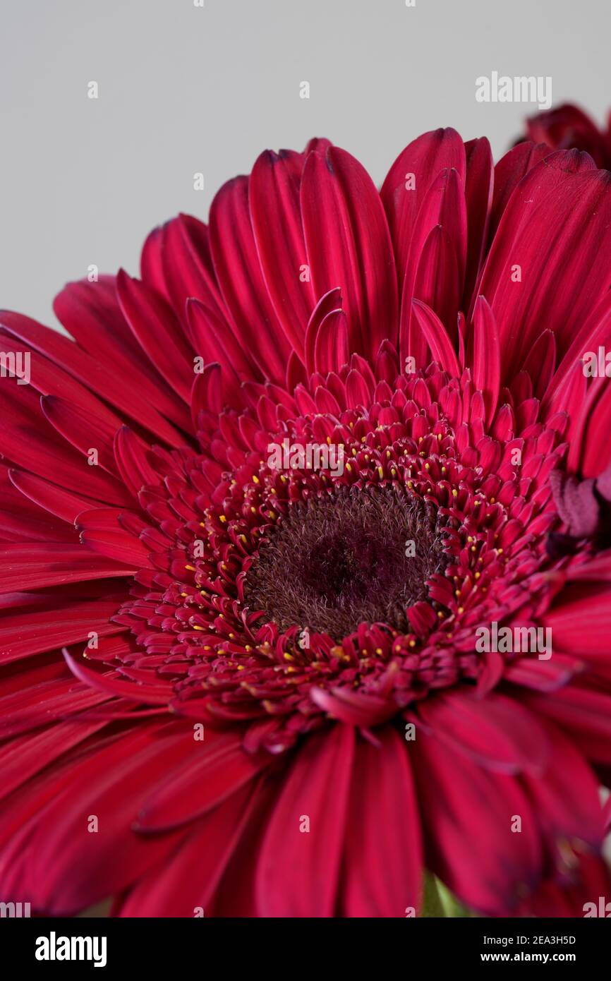 Closed Daisy High Resolution Stock Photography and Images - Alamy