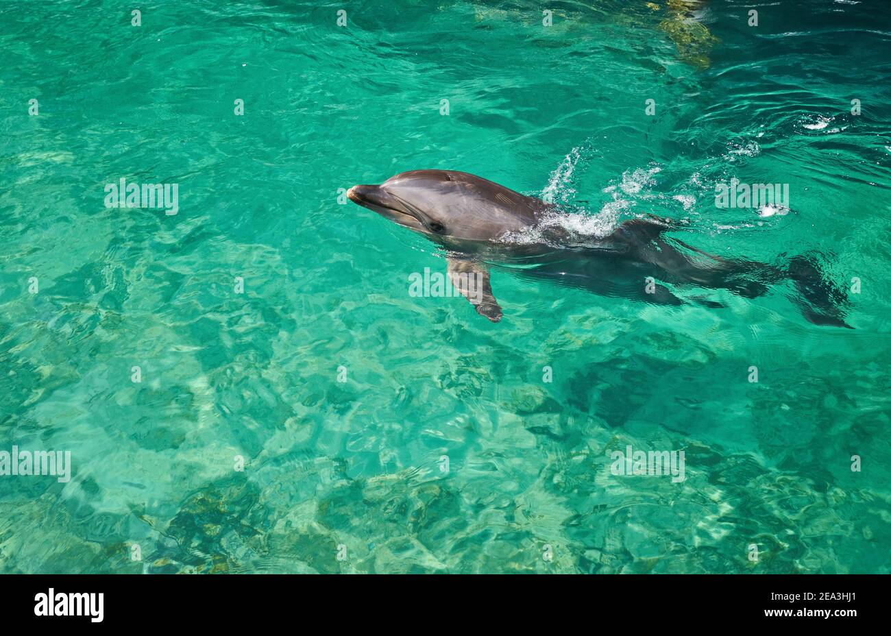 Beautiful dolphin smiling in blue swimming pool water on clear sunny ...