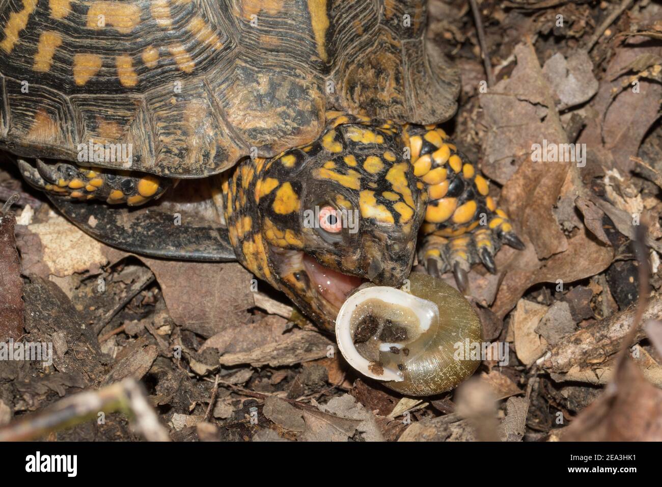 Eastern Box Turtle Eating