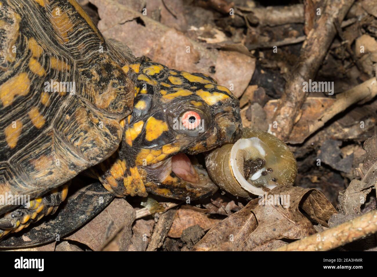 Eastern Box Turtle Eating