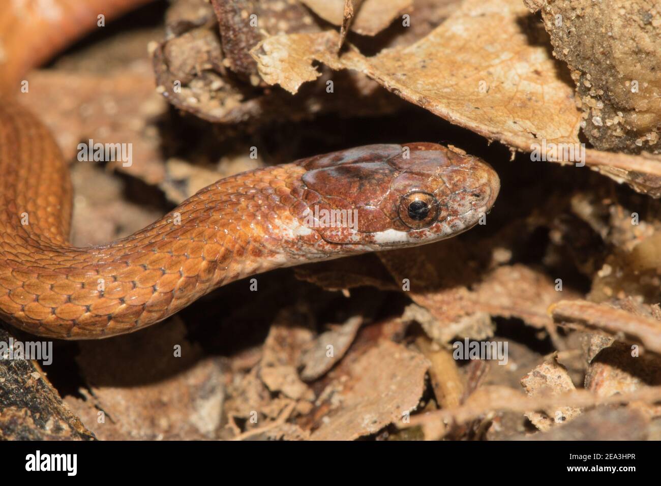 A red-bellied snake, Storeria occipitomaculata, with spider webs on its ...