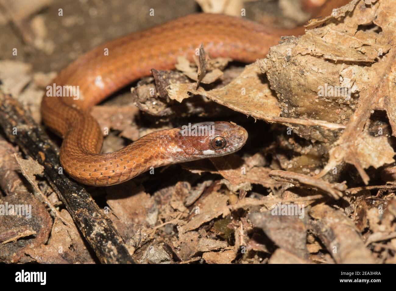 A red-bellied snake, Storeria occipitomaculata, with spider webs on its ...