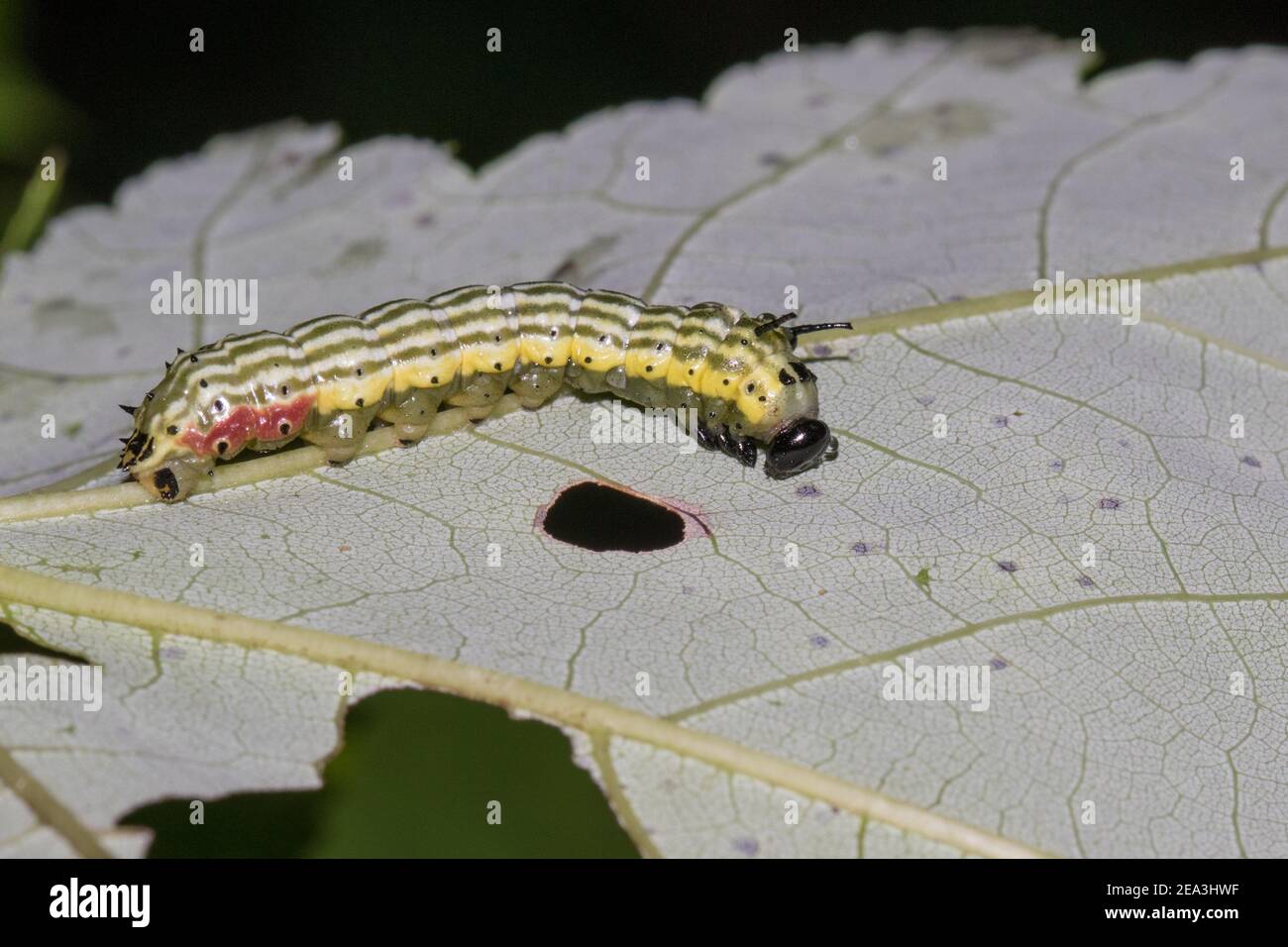 Green striped mapleworm caterpillar hi-res stock photography and images ...