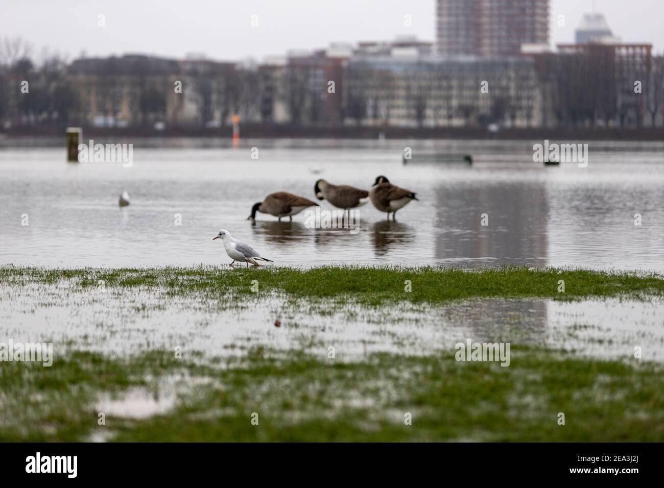 seagulls and goose on grassland flooded by high water from flood of ...