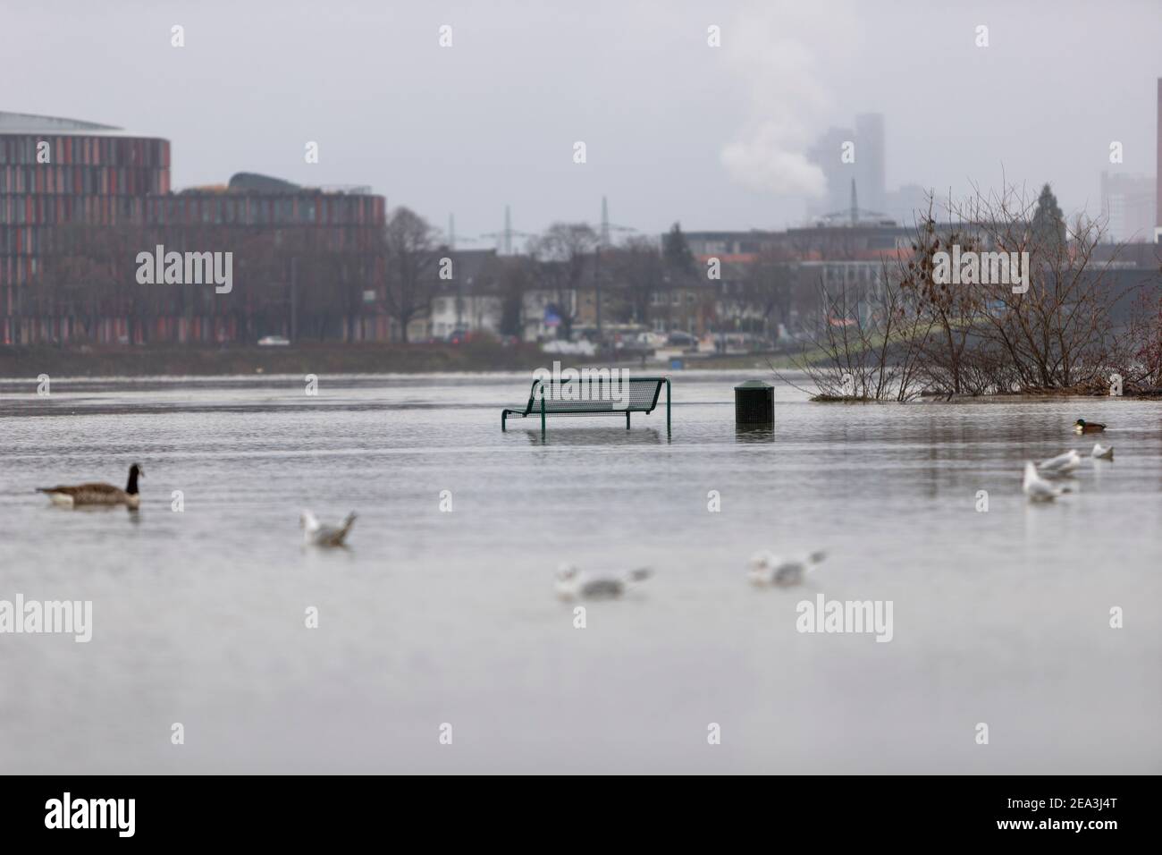 Cologne, NRW, Germany, 02 07 2021, seagulls and goose walking on ...