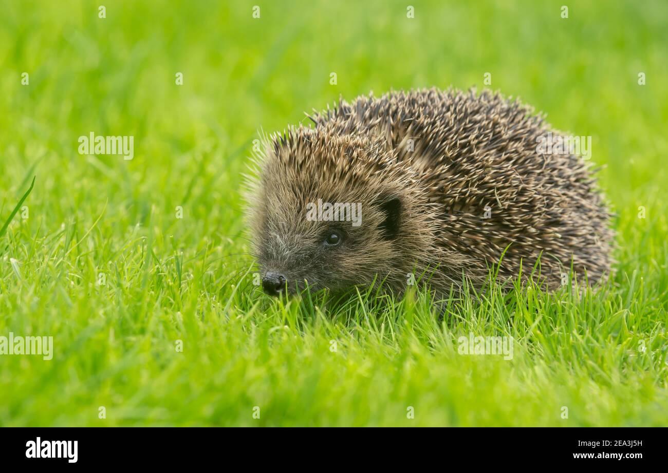 Hedgehog, Scientific name: Erinaceus Europaeus. Wild, native, European ...