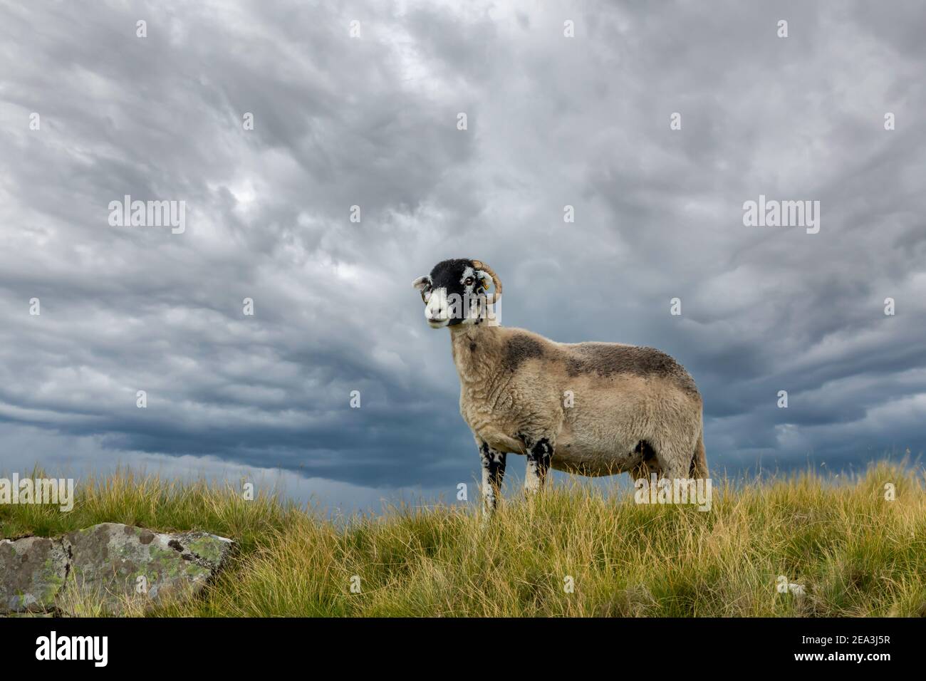 Rough fell sheep hi-res stock photography and images - Alamy