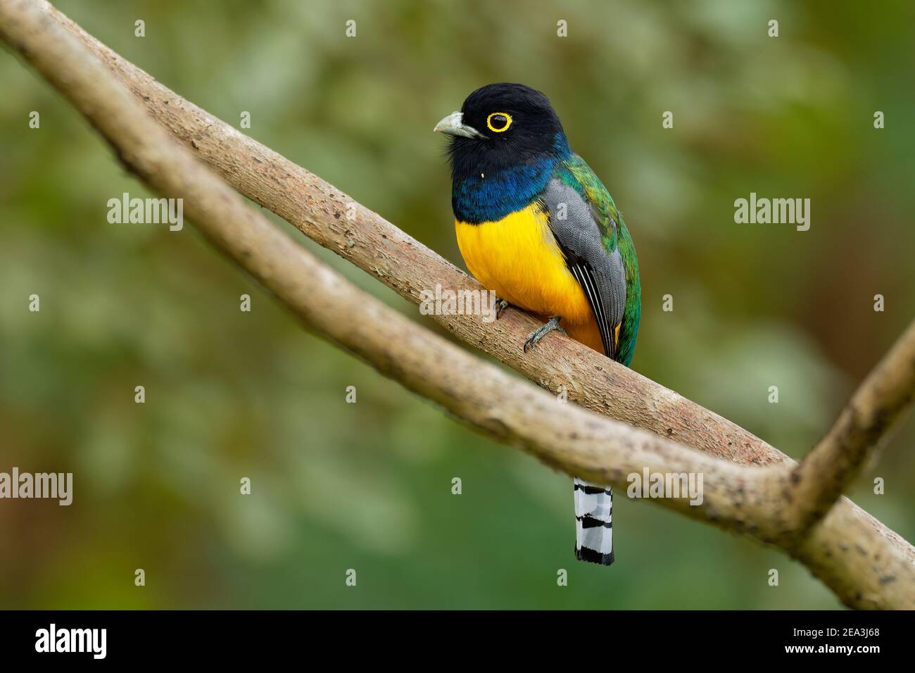 Dark blue tropical bird hi-res stock photography and images - Alamy