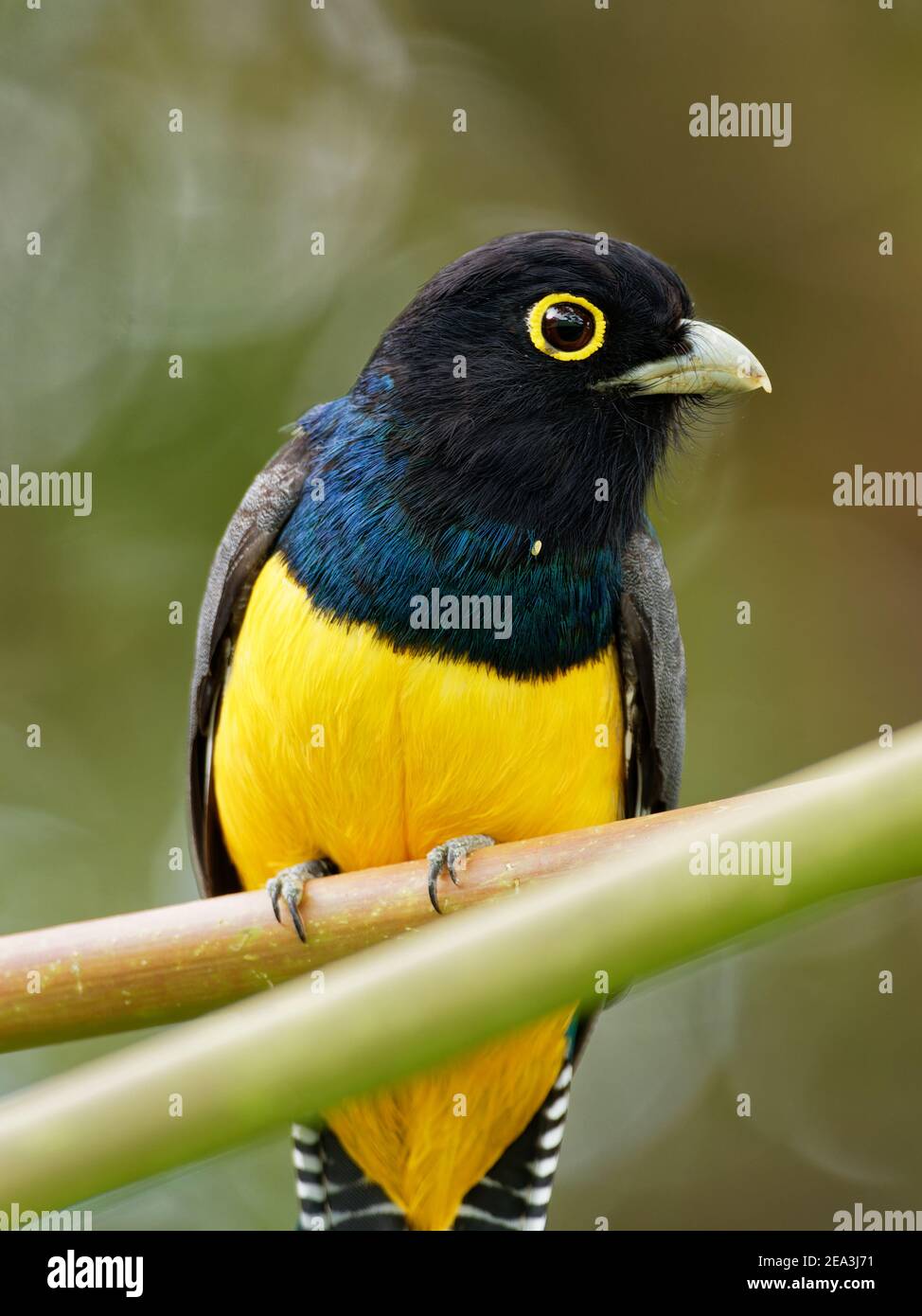 Gartered trogon trogon caligatus hi-res stock photography and images ...