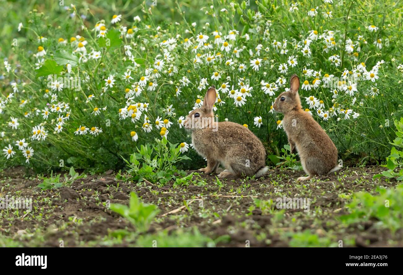 Fauna warren hi-res stock photography and images - Alamy