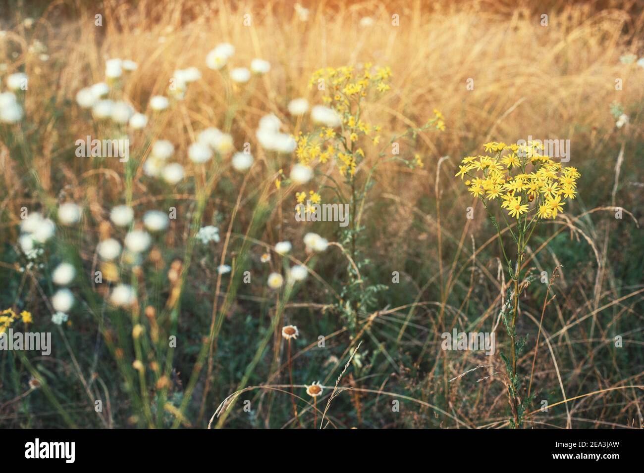 A mixed grass meadow in the rays of the rising sun. Medical herbs and ...