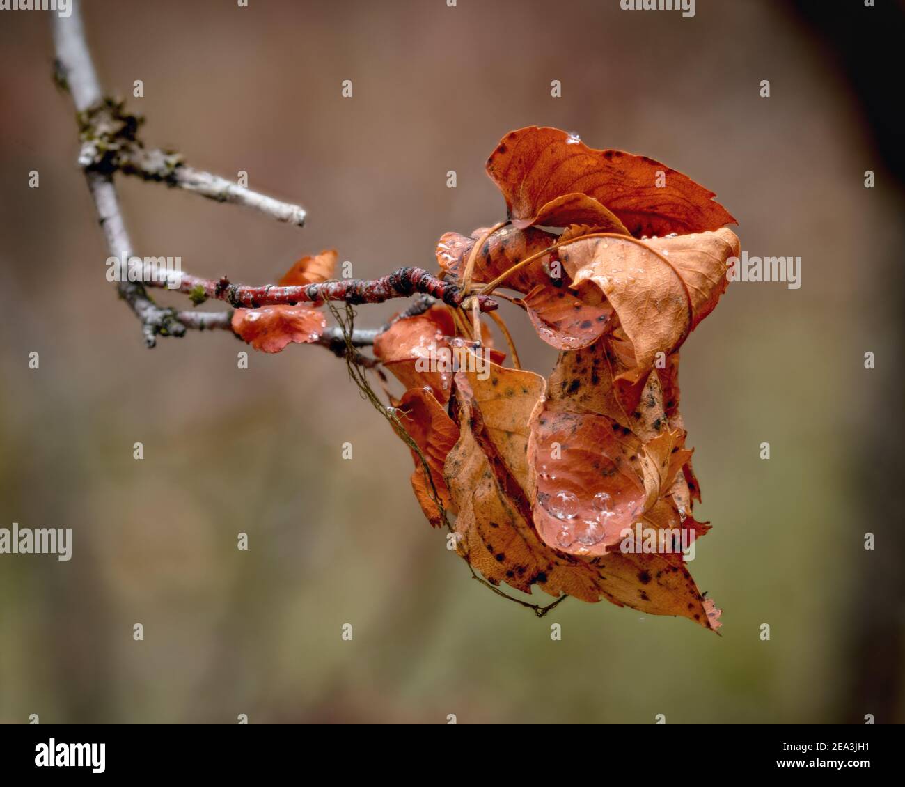 Leaves Curled High Resolution Stock Photography and Images - Alamy