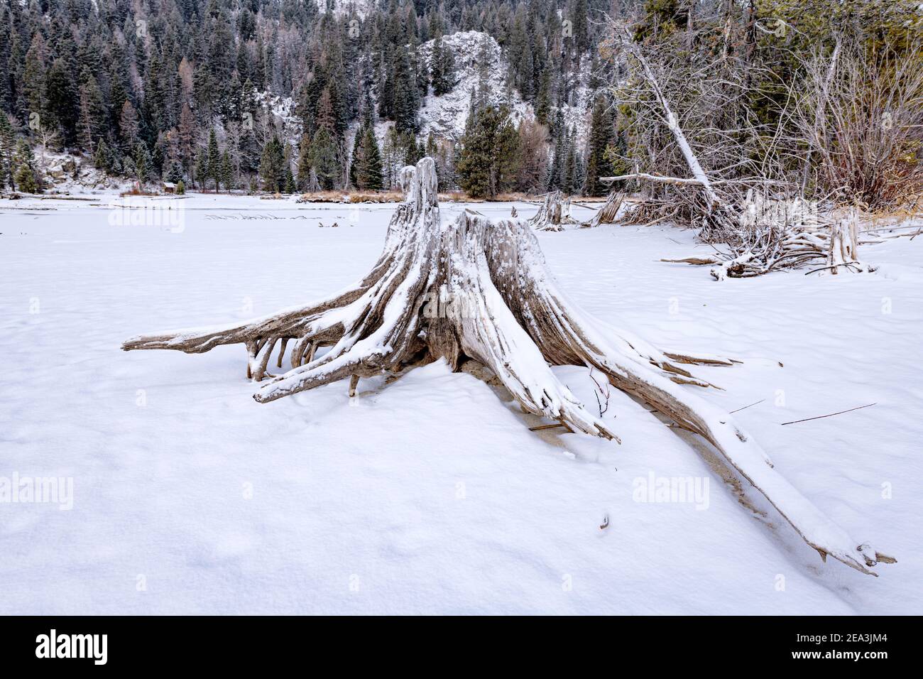 Tree stump in snow near a forest Stock Photo - Alamy
