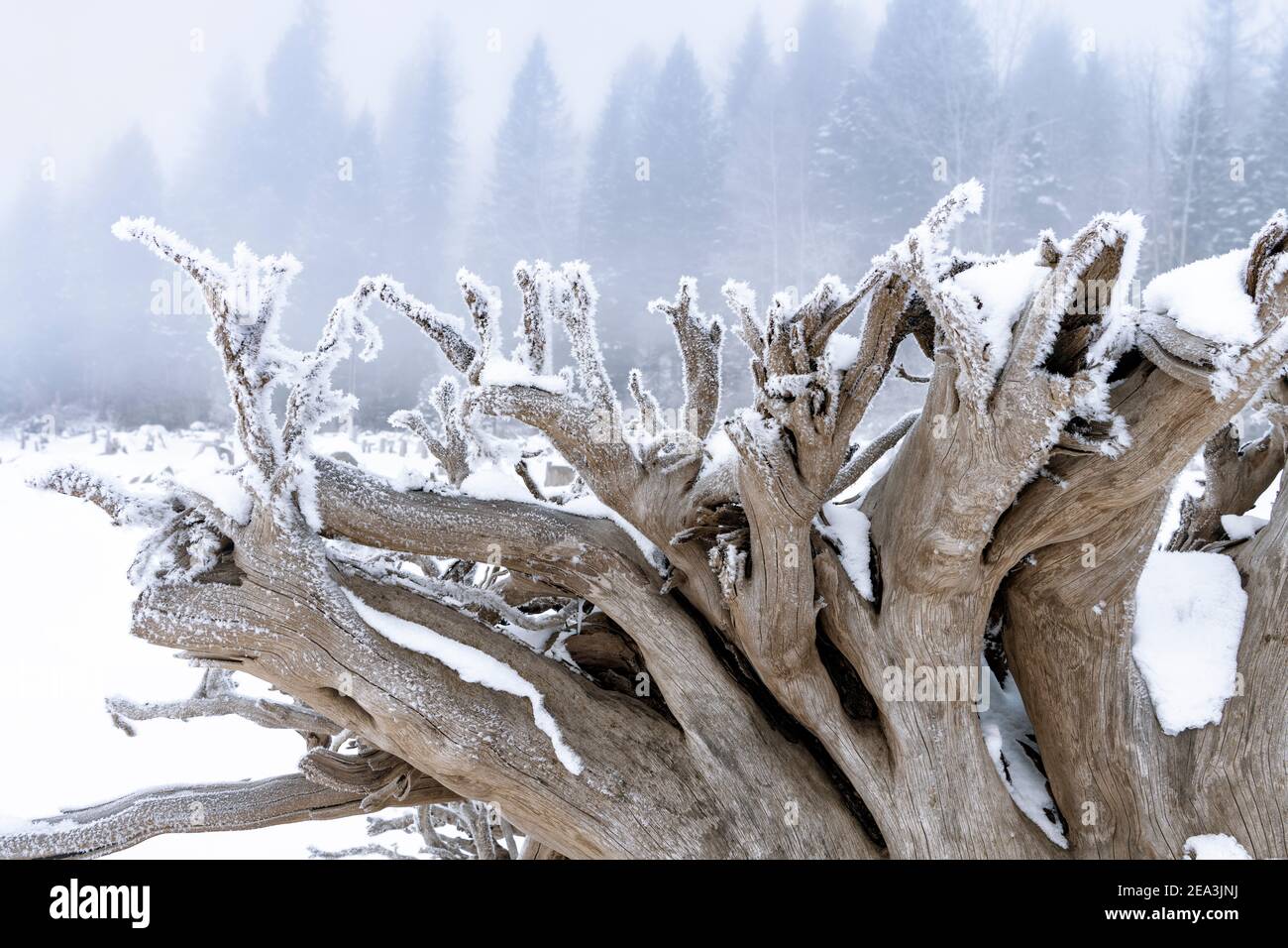 Upturned tree hi-res stock photography and images - Alamy