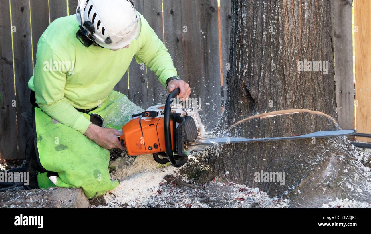 Chips fly as a chainsaw cuts on a tree Stock Photo - Alamy