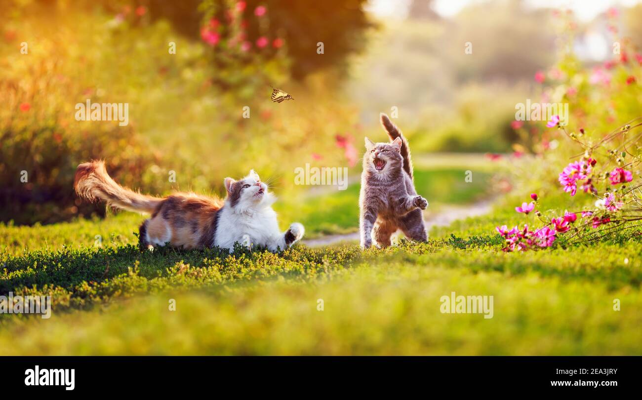 Most beautiful cats hi-res stock photography and images - Alamy