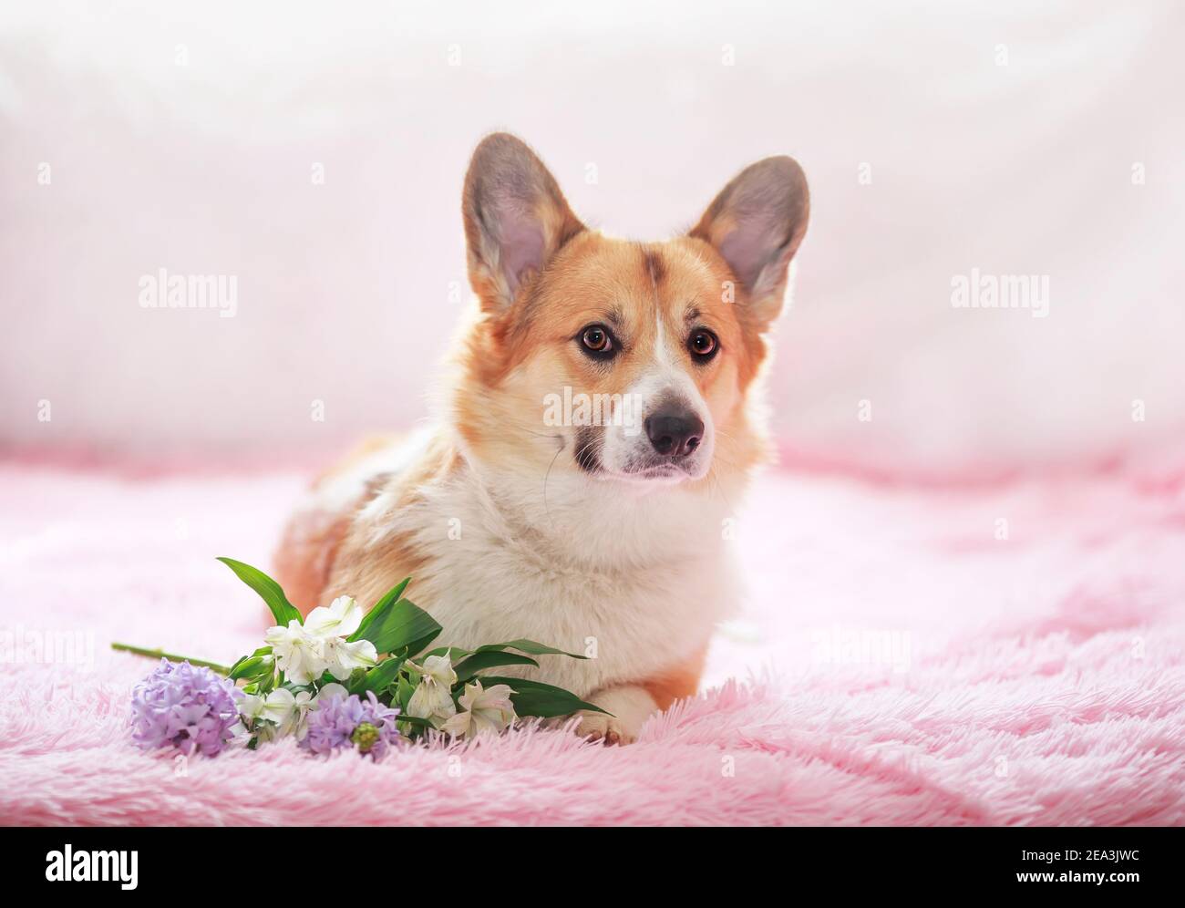 portrait of a cute corgi dog with big ears lying on a pink blanket with ...