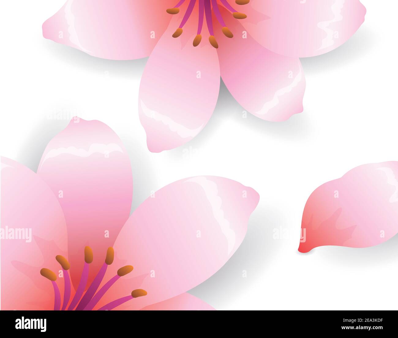 Cherry flowers in gradient style and petal to decorate your designs ...