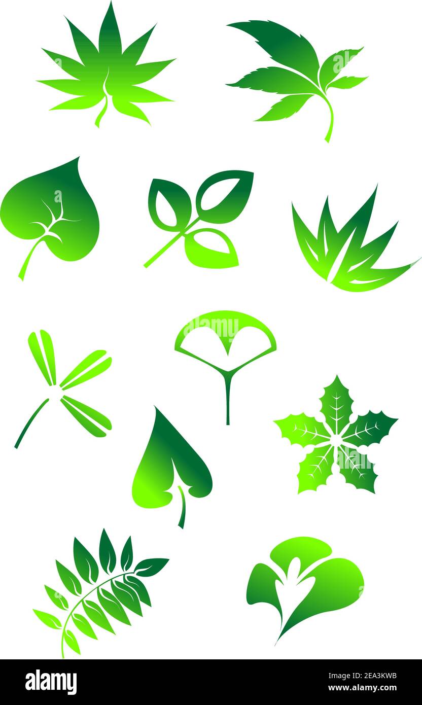 Set of green leaves icons and symbols isolated on white background ...