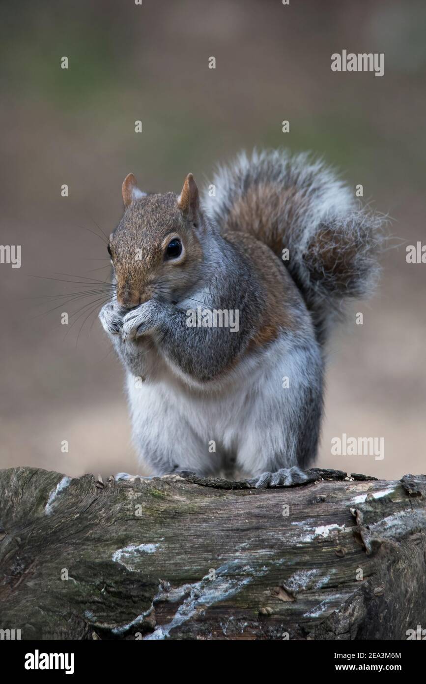 the grey squirrel can be found in woods, gardens and parks, towns and ...