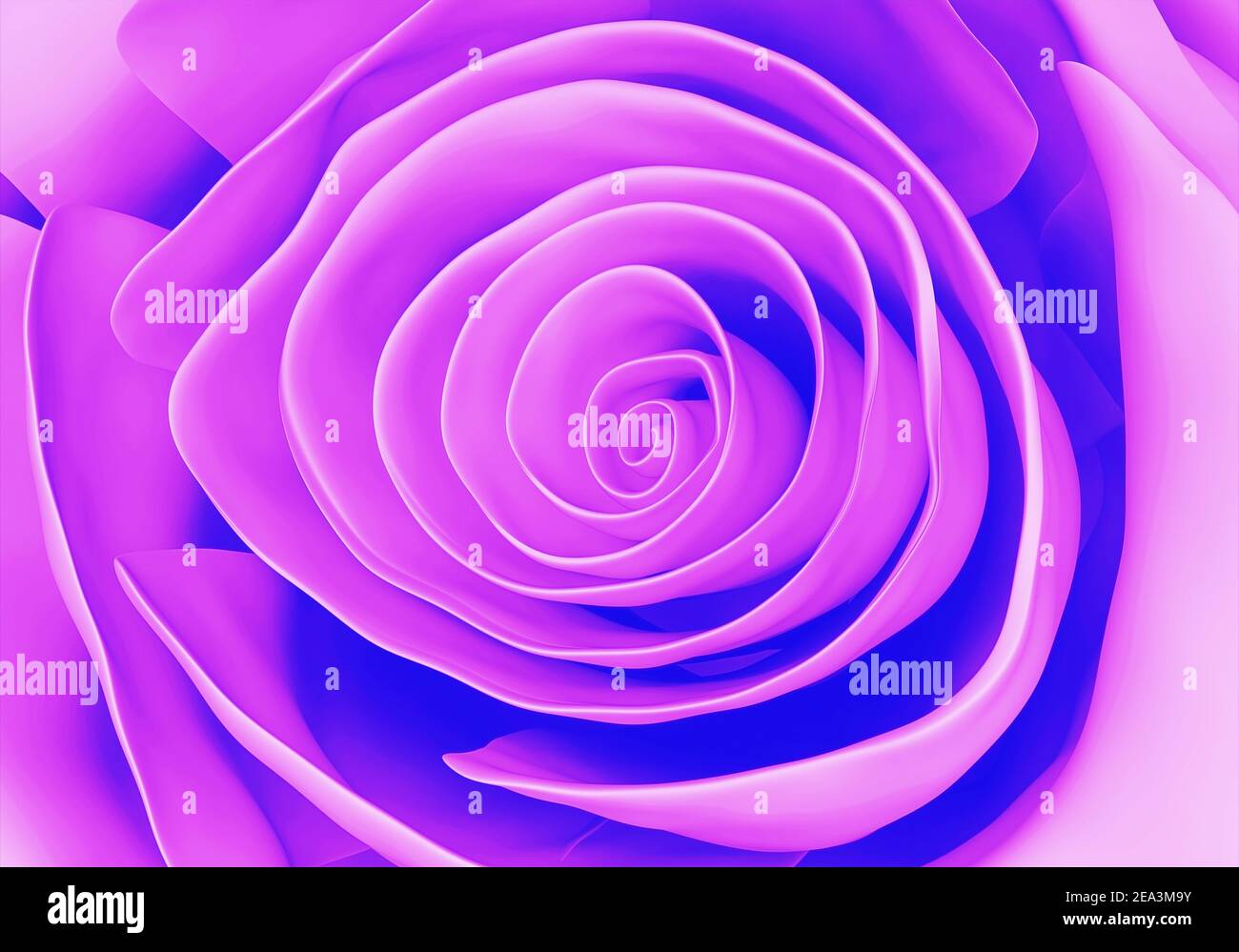 Purple rose bud close up, flower background, 3d render Stock Photo - Alamy