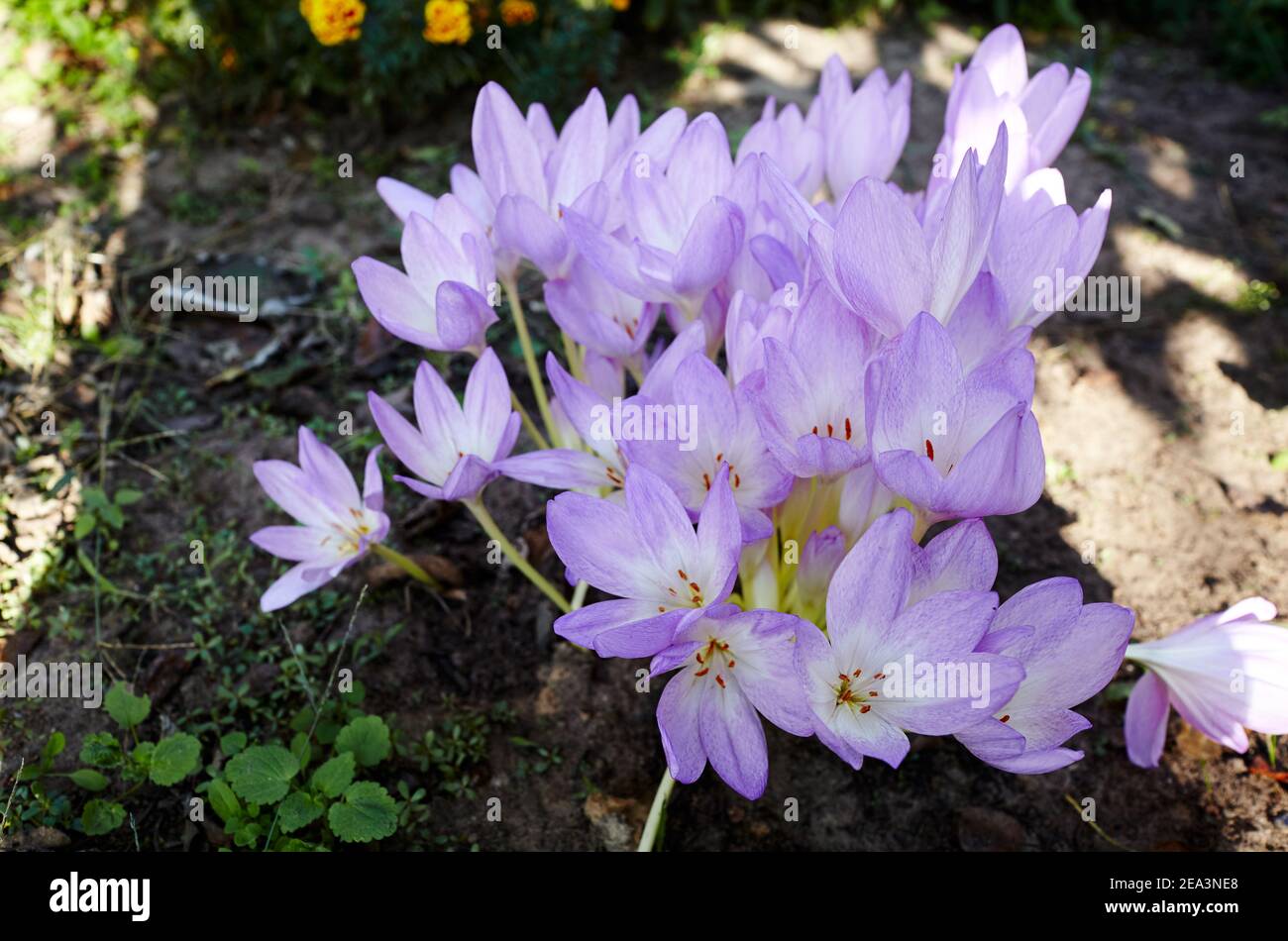 Colchicaceae family hi-res stock photography and images - Alamy