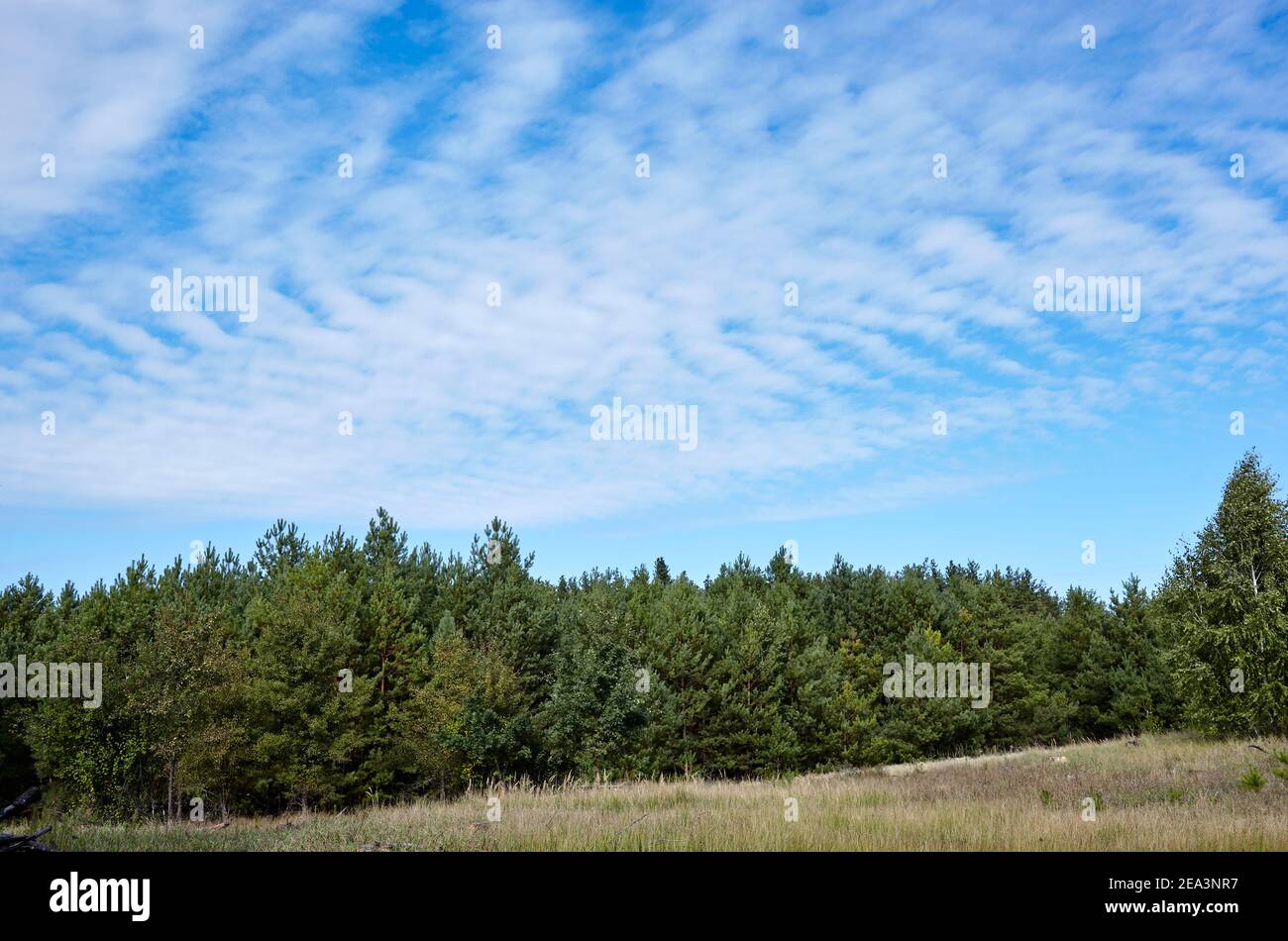 Dense forest against the sky and meadows. Beautiful landscape of a row ...
