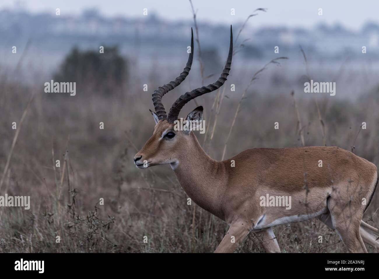 Wildlife Animals At The Nairobi National Park In Nairobi City County ...